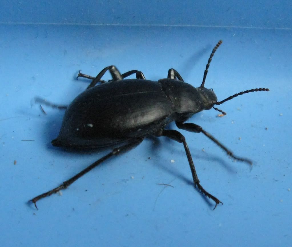 Somethings Been Bugging Me Beetle Identity Resolved Ask Metafilter