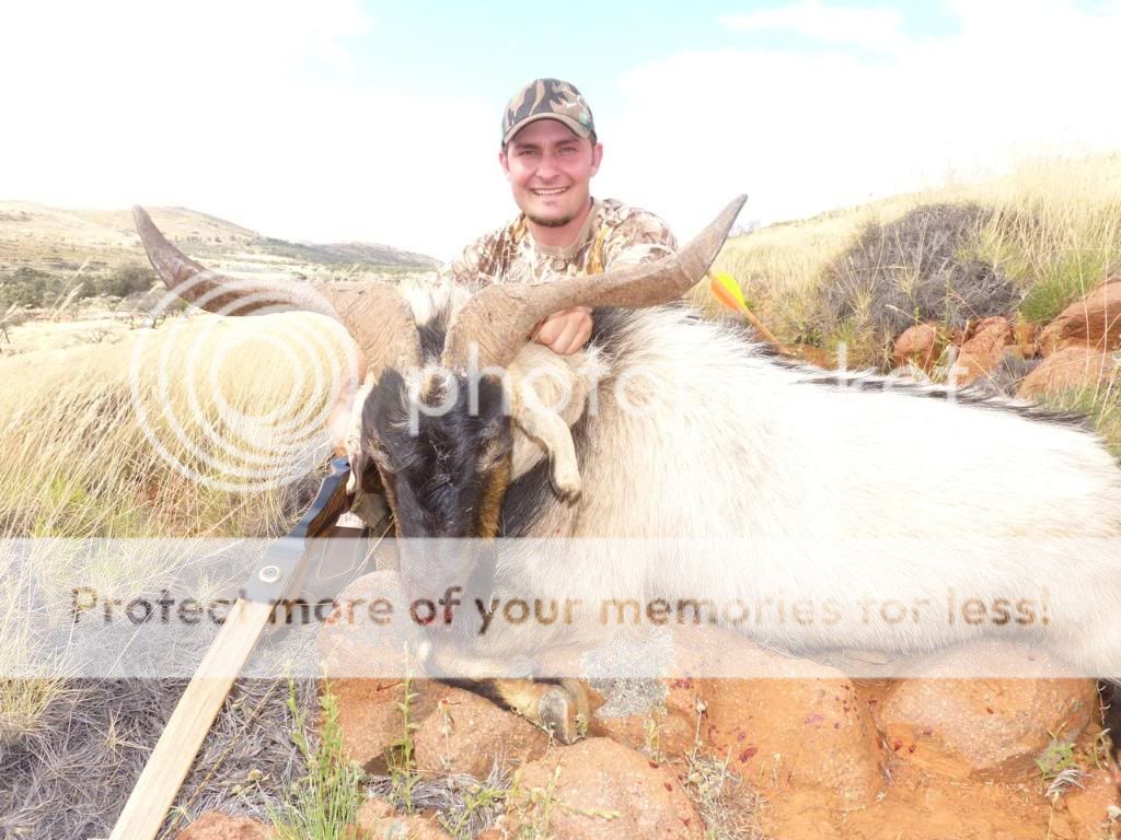 Billy goat Hunt (pic heavy) | Archery Talk Forum