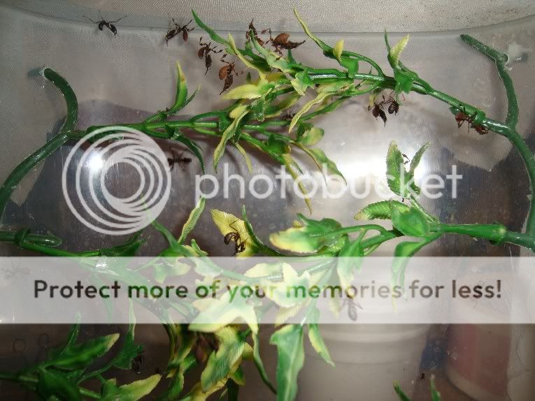 NE England - For sale 2nd - 3rd instar Ghost mantis nymphs | Page 2 ...